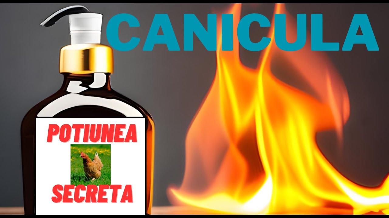 Pune-le asta in apa sau cum iti protejezi găinile de canicula, cu ...