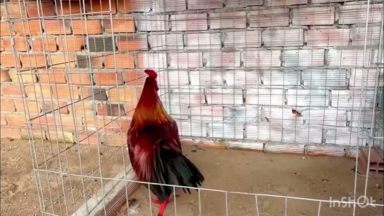 Điều 3kg2 win 1x hàng chuẩn Xuân 0939.021.062 gặp khởi - YouTube