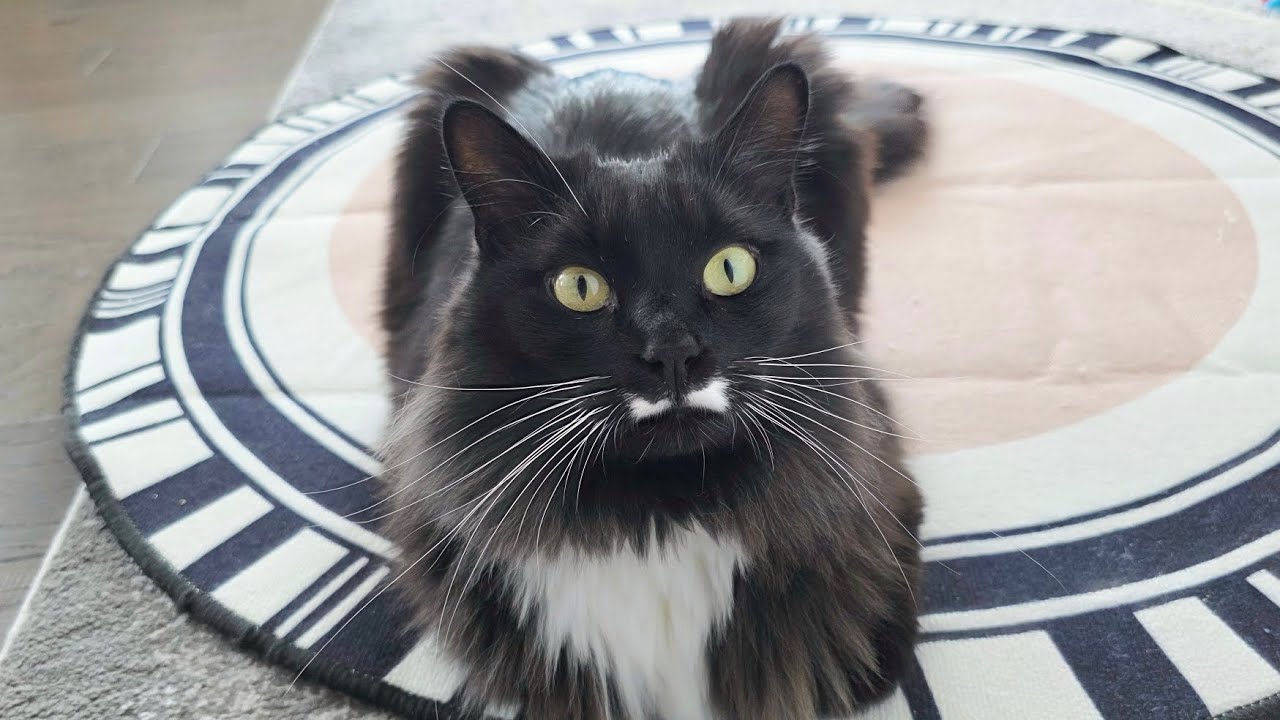 My cat waits for daddy to come down for cuddles and pets - YouTube