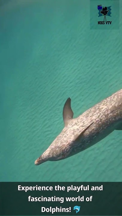 Dancing with Dolphins: A Mesmerizing Ocean Moment | [Sea Life] - YouTube