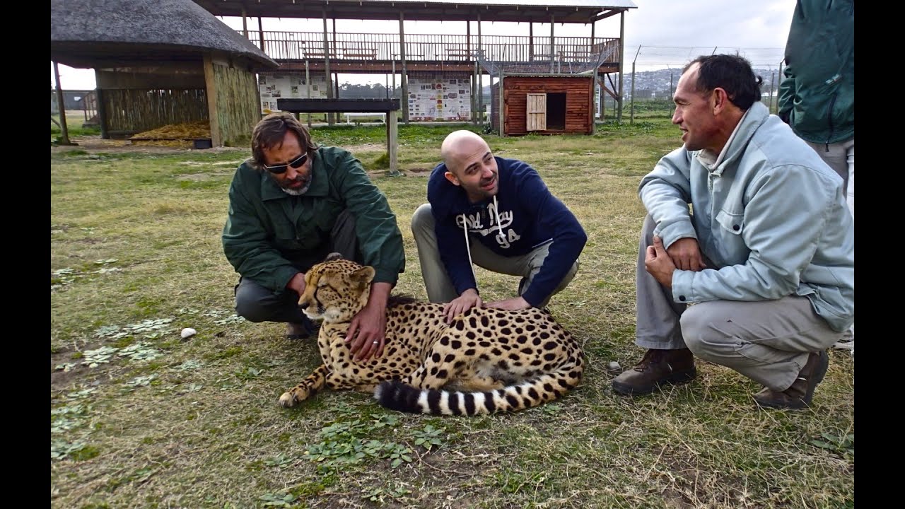 Cheetah Outreach Promo - YouTube