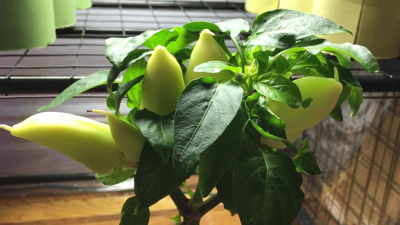 How To Grow Paprika Pepper Indoors - Feher Ozon Sweet Paprika Pepper ...