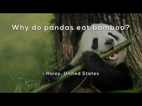 Why do pandas eat bamboo?