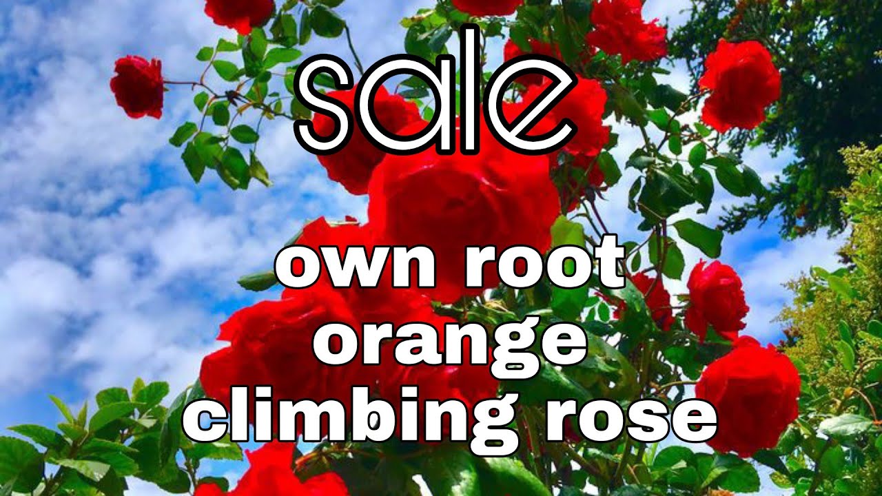 |own root orange climbing rose|#plants #salevideo| - YouTube