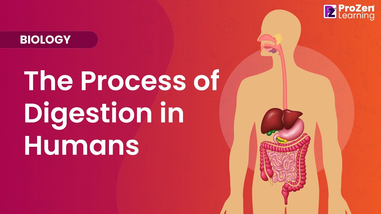 Biology | EVS | The process of Human Digestive System | prozen learning ...