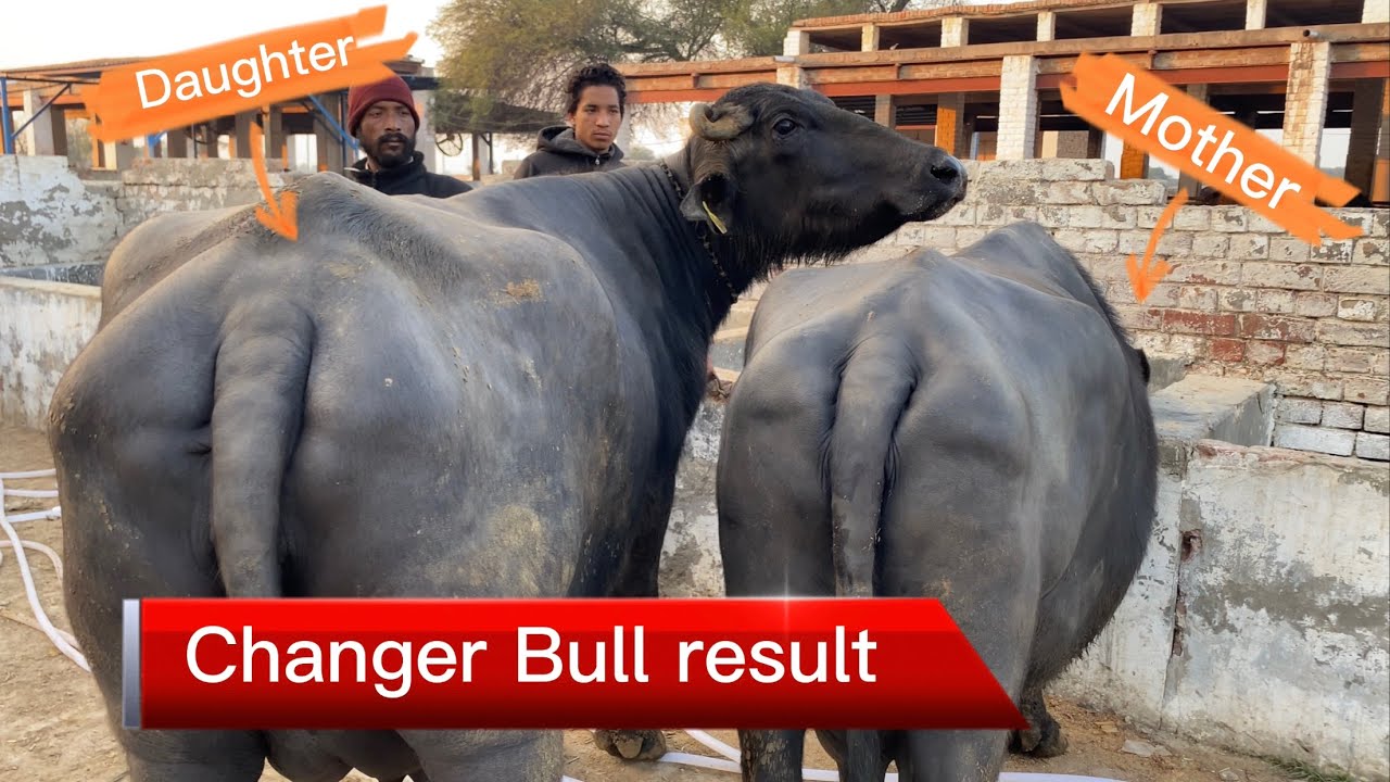 (2nd Part)The Great Changer One of the top Nili Proven Bull Result ...