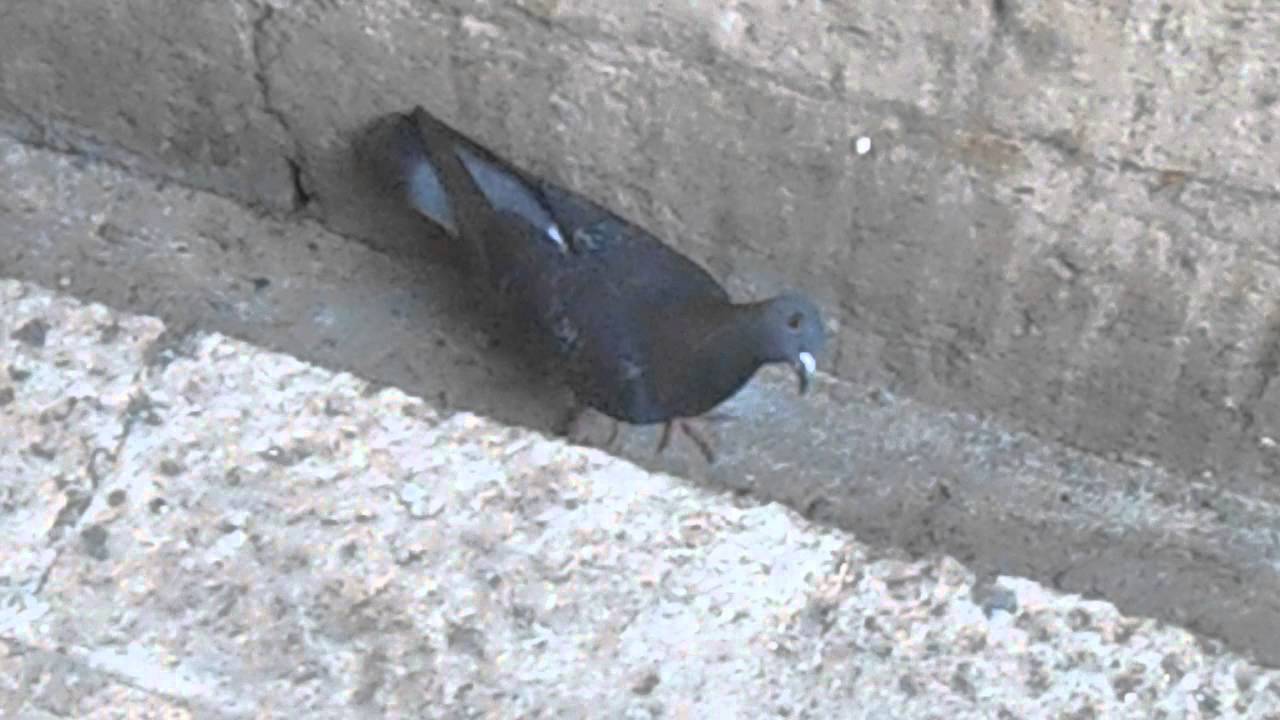 Pigeon fou - YouTube