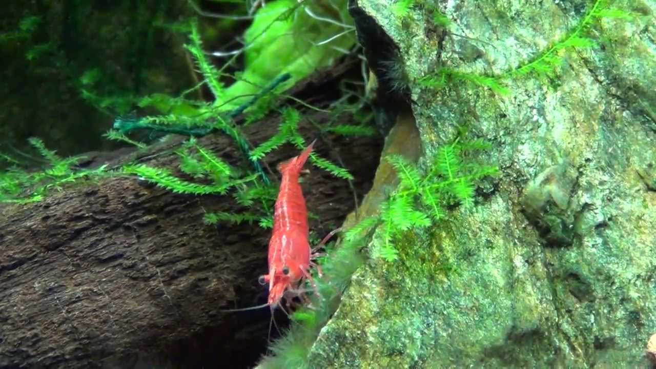 Small Planted Shrimp Aquarium - YouTube