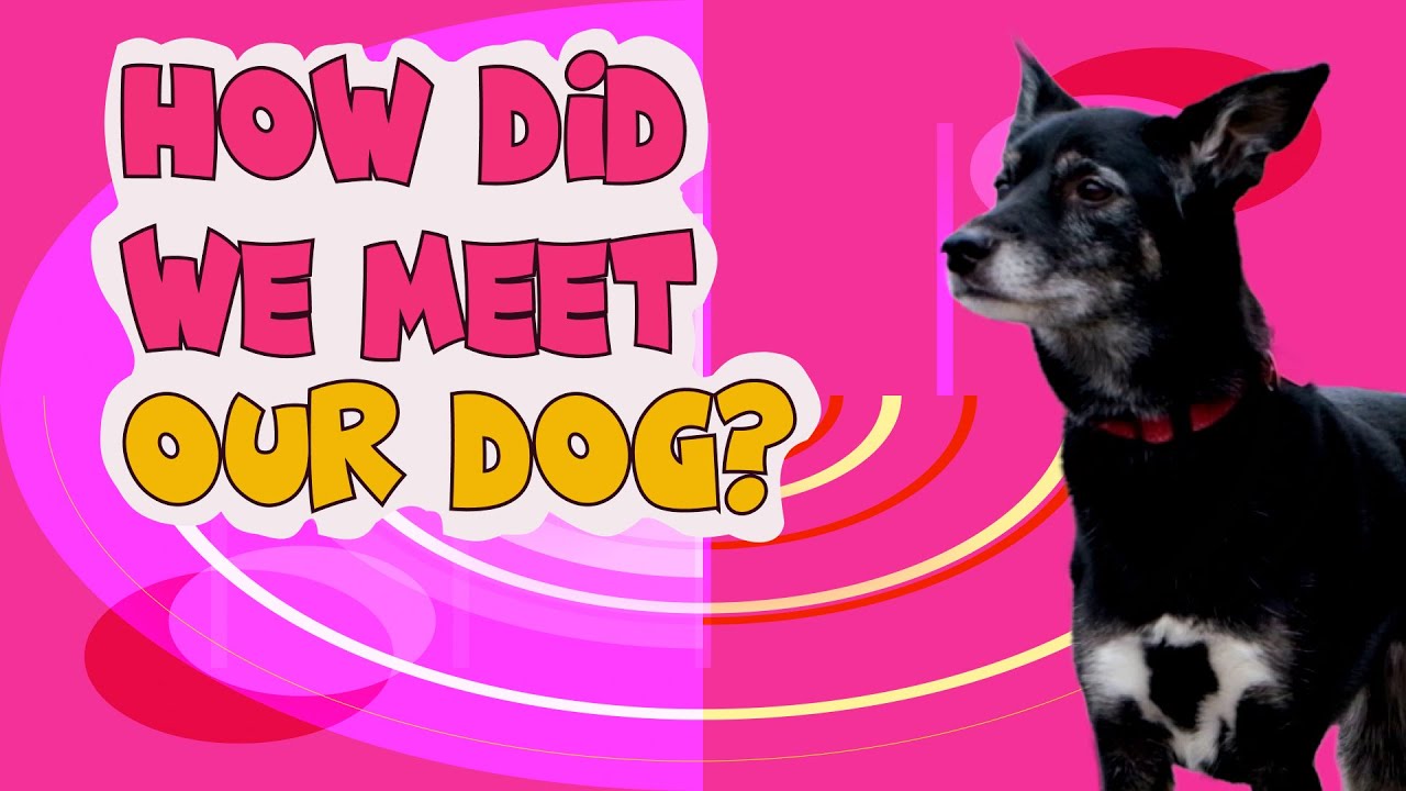 How did we meet our dog? - YouTube