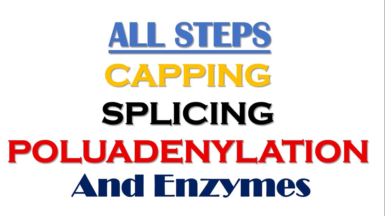Capping, Splicing And Polyadenylation Of mRNA | Capping | Splicing ...