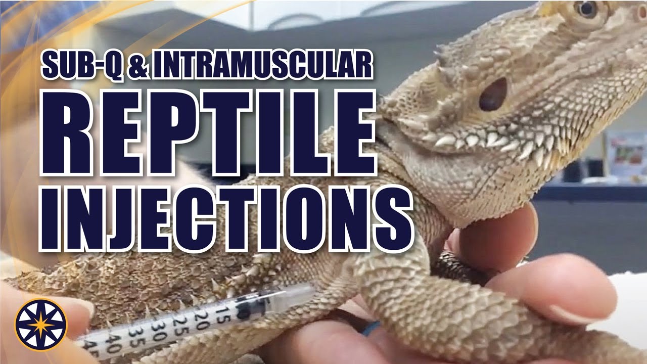 Subcutaneous and Intramuscular Injections for Reptiles - YouTube