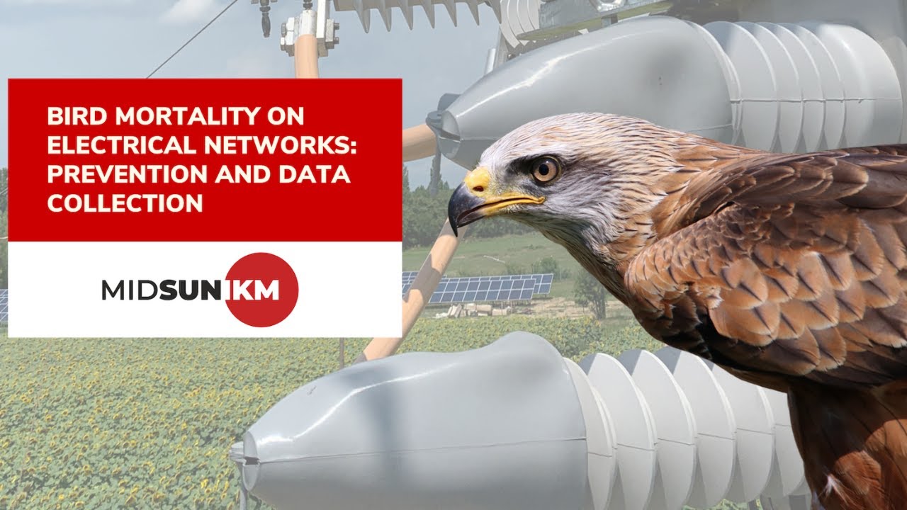 Bird Mortality on Electrical Networks: Prevention and Data Collection ...