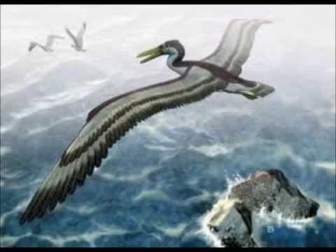 El megabird (pelagornis chilensis) - YouTube