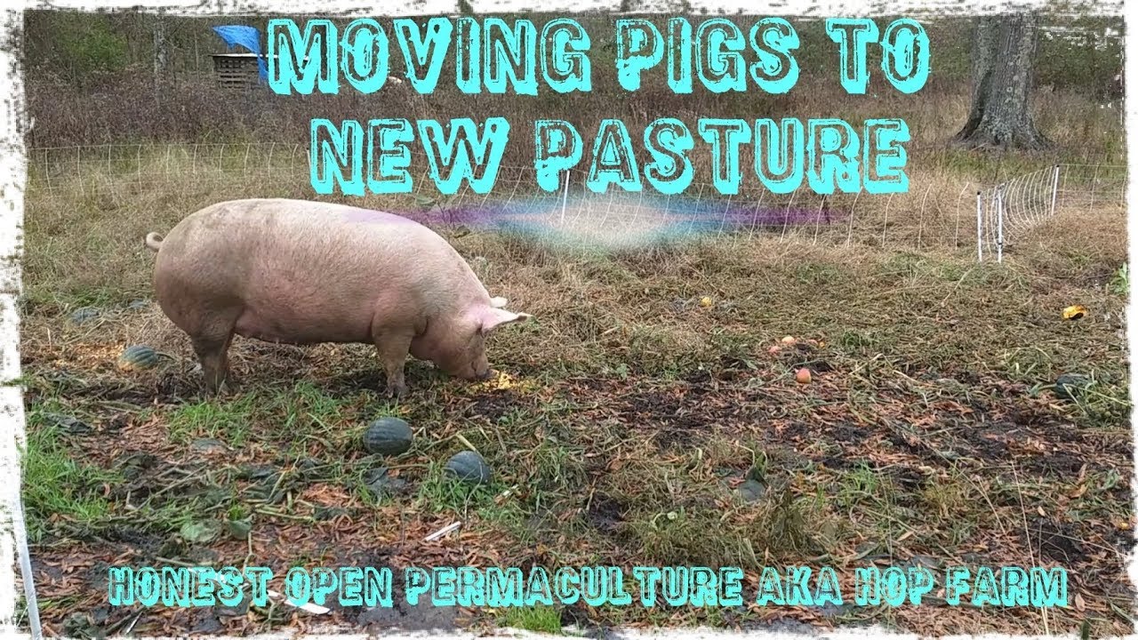 Pasture Pig Rotation,(Time For New Ground) - YouTube