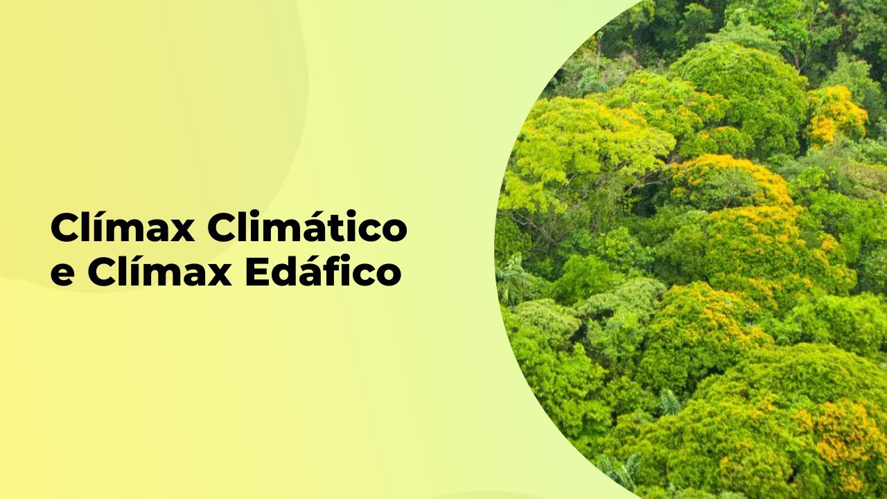 QUAL A DIFERENÇA ENTRE CLÍMAX CLIMÁTICO E EDÁFICO? - YouTube
