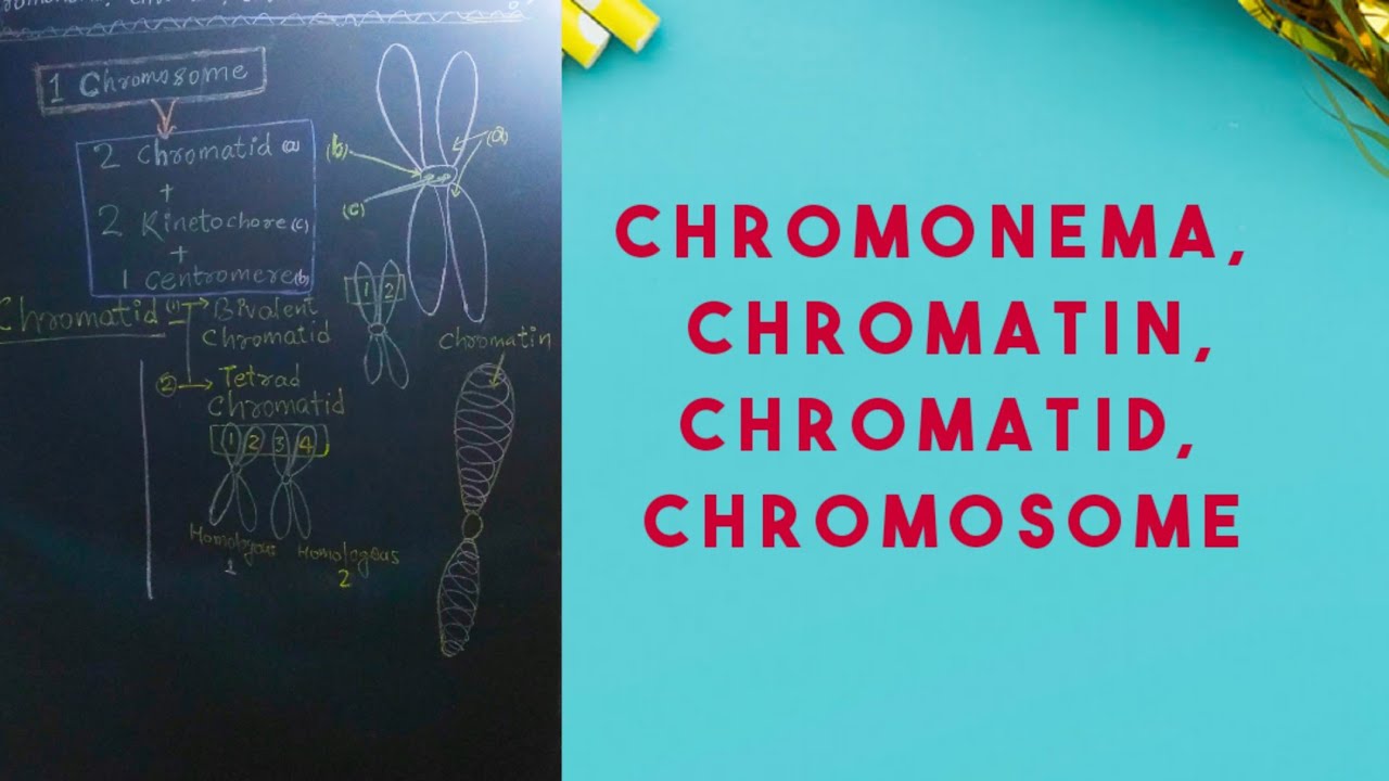 Chromonema, Chromatin, Chromatid & Chromosome - YouTube