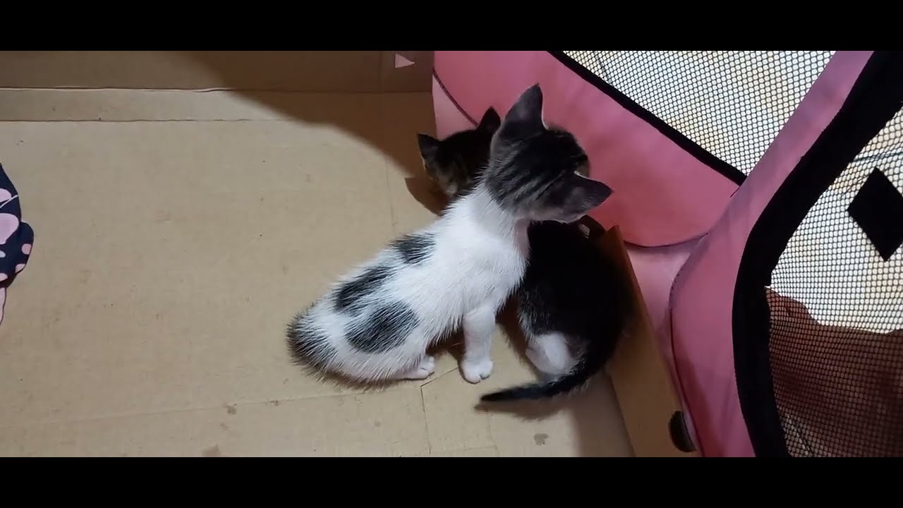 Cute Puspin Kittens - YouTube