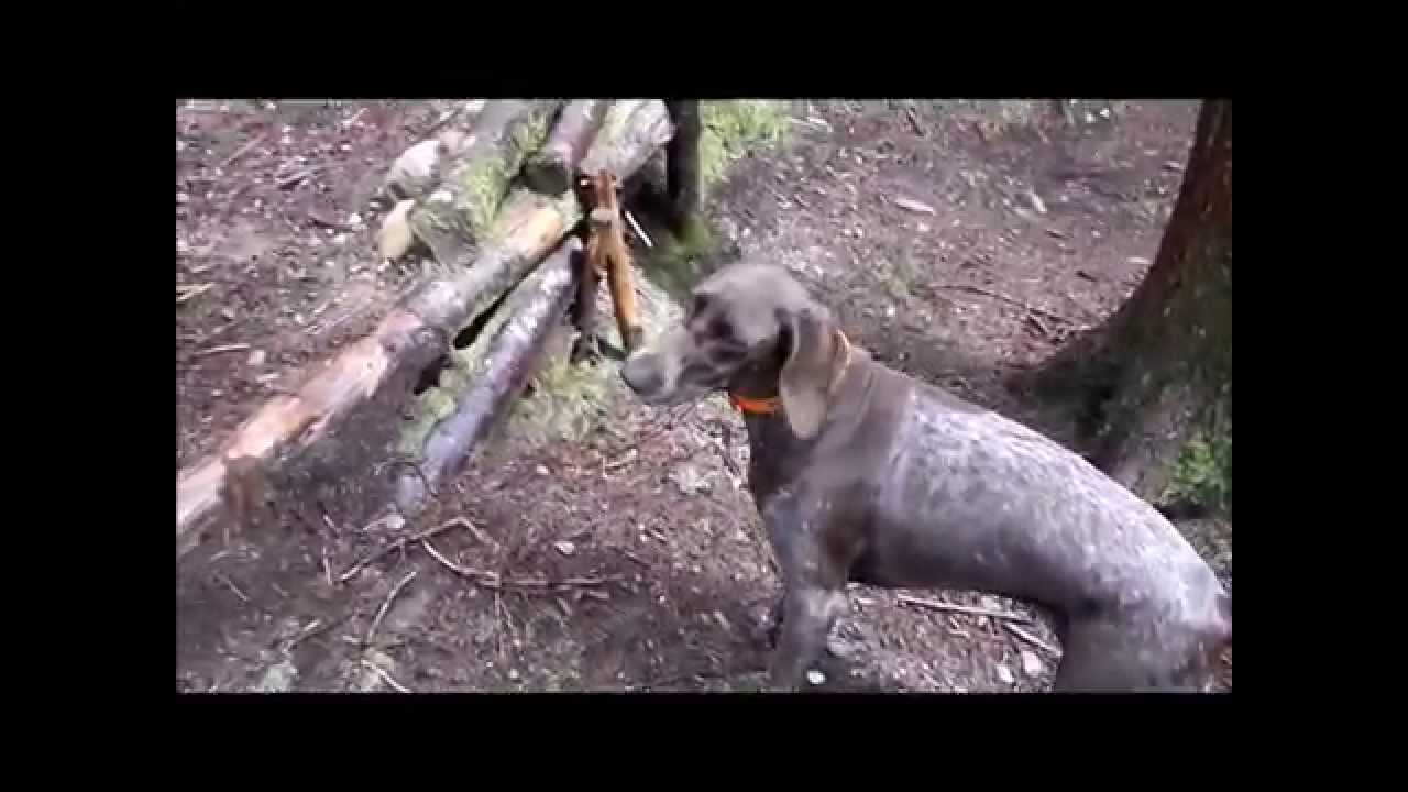 Doggon' Hiking April 24th - YouTube