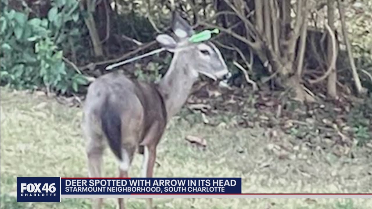 Injured Deer