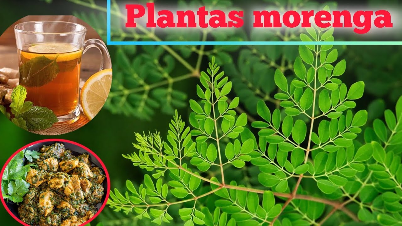 plantas morenga es una de los mejores plantas que existen un la tierra ...