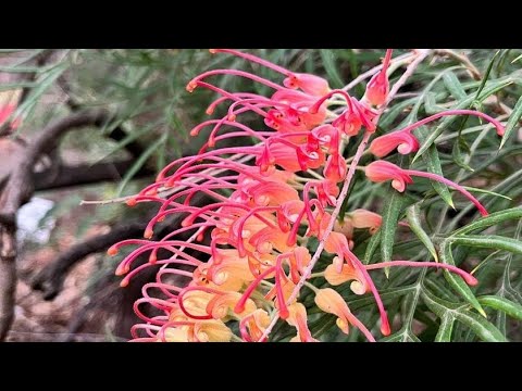 JARDIN BOTANICO~MOLINO DEL INCA botanical gardens torremolinos - YouTube