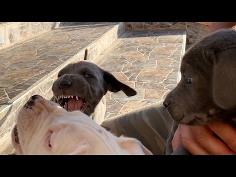 ÖLEN CANE CORSO YAVRUSU HAKKINDA AÇIKLAMA