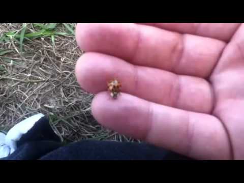 When lady bugs attack - YouTube