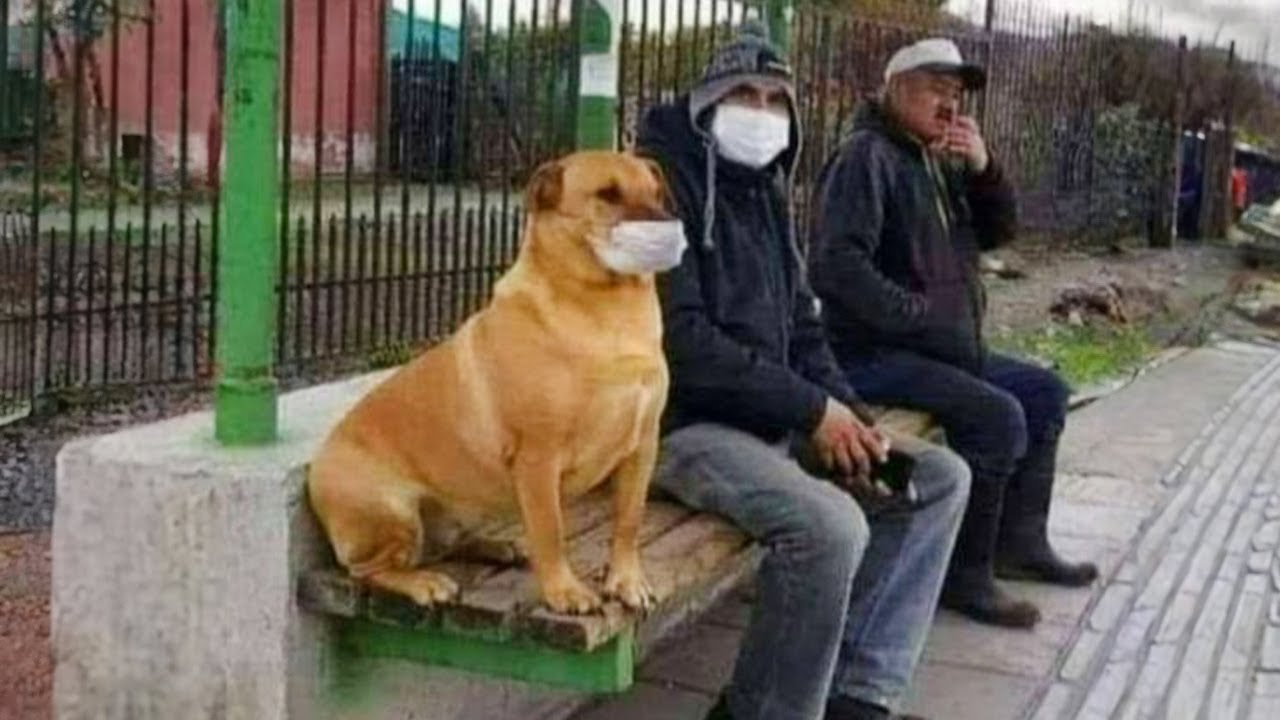 ¡Los momentos divertidos entre perro y dueño te harán reír todo el día ...