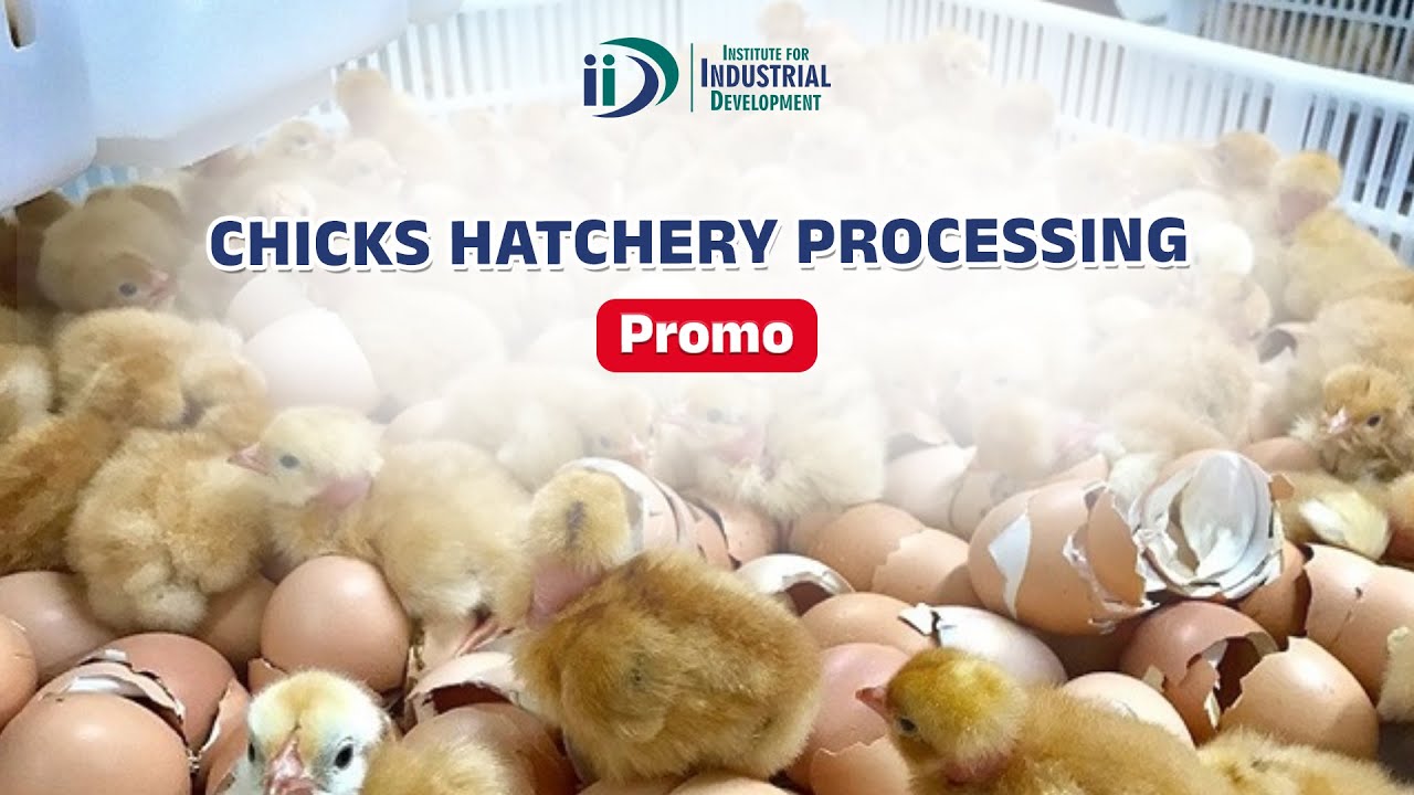 Chicks Hatchery Process - YouTube