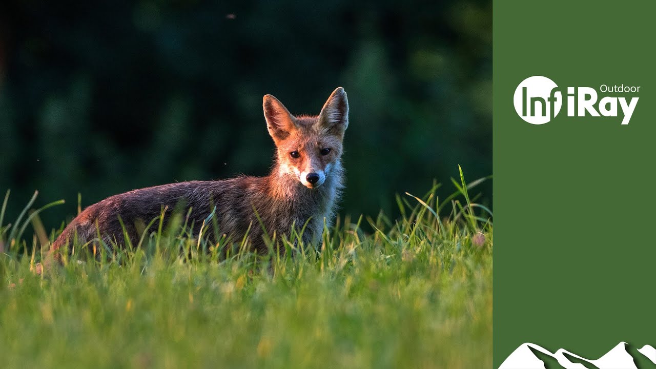 Foxshooting and a limping fallow - YouTube