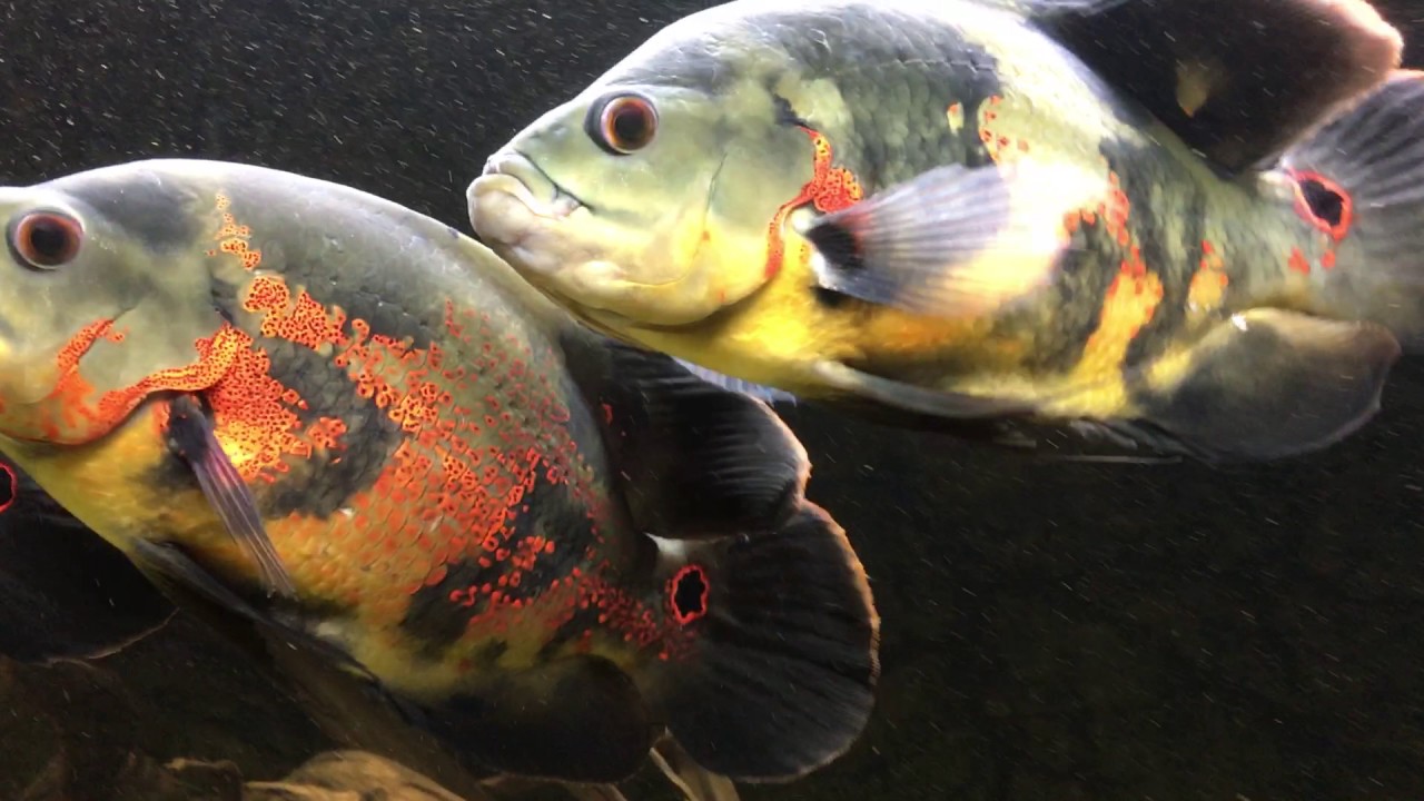 Astronotus sp. "Bahia Red" (DNZ F3, ca. 25 cm) - YouTube