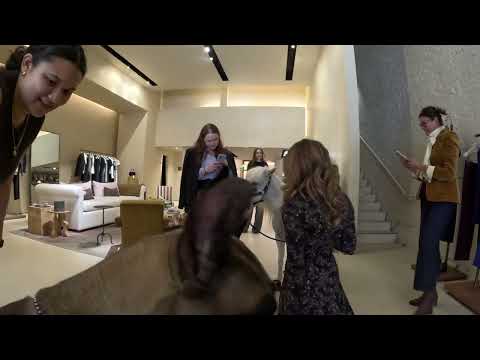 Great Dane Oliver on Rodeo Drive in Beverly Hills 14