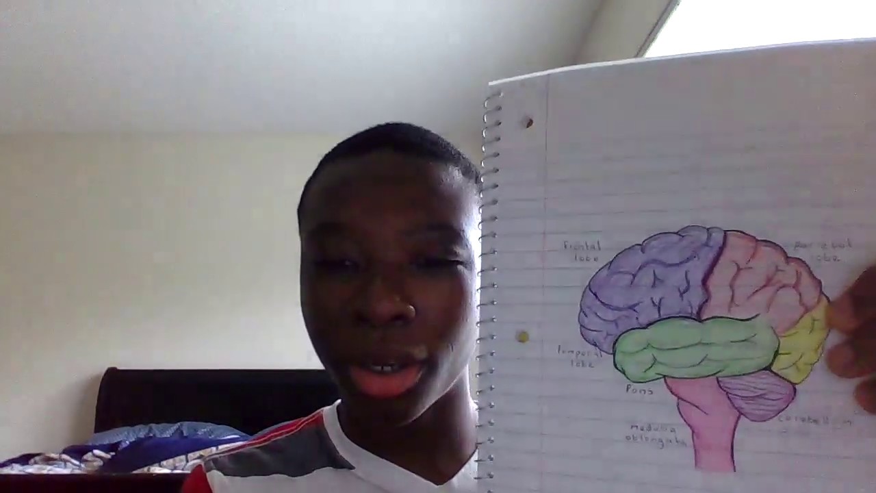 Student Explains the Parts of the Brain (Virtual Learning) - YouTube