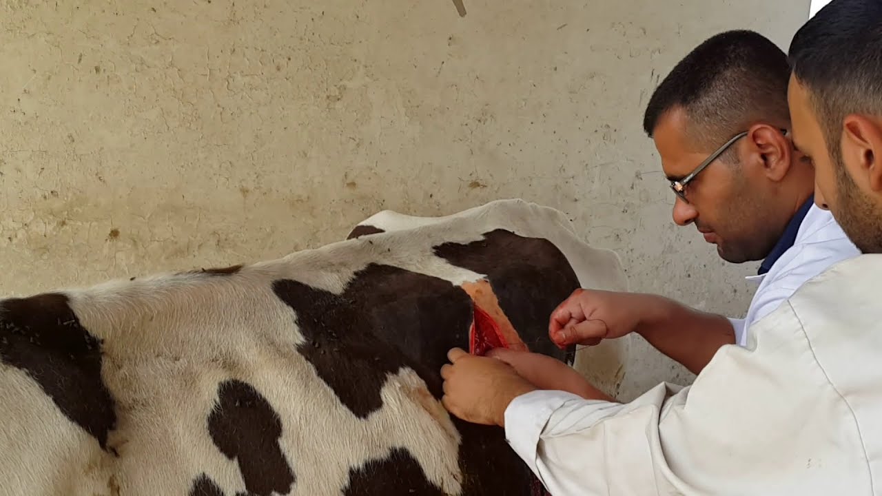Bovine Rumenotomy - YouTube