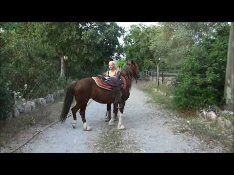 Pony Riding #ponyriding #donkeyriding  #esel #reiten #sheepriding #goatriding