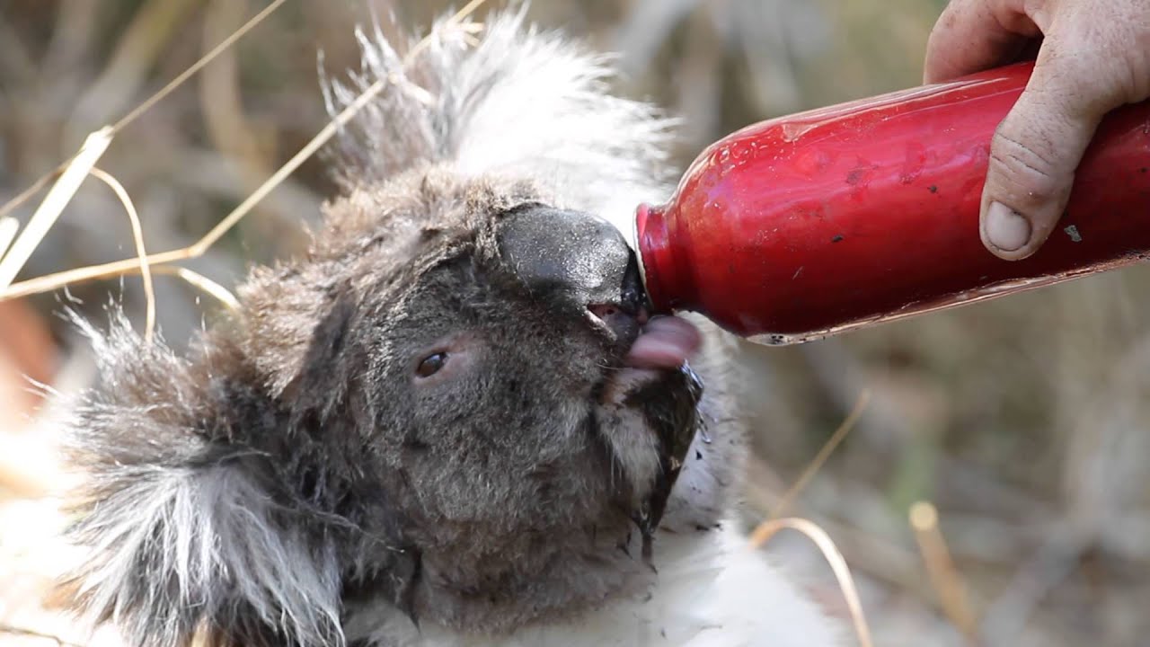 Drinking Koala in the Adelaide Hills - YouTube