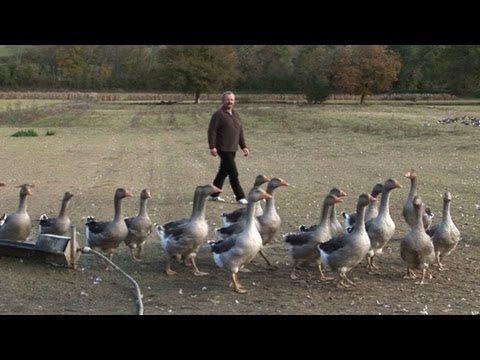 Foreign threat to French foie-gras tradition