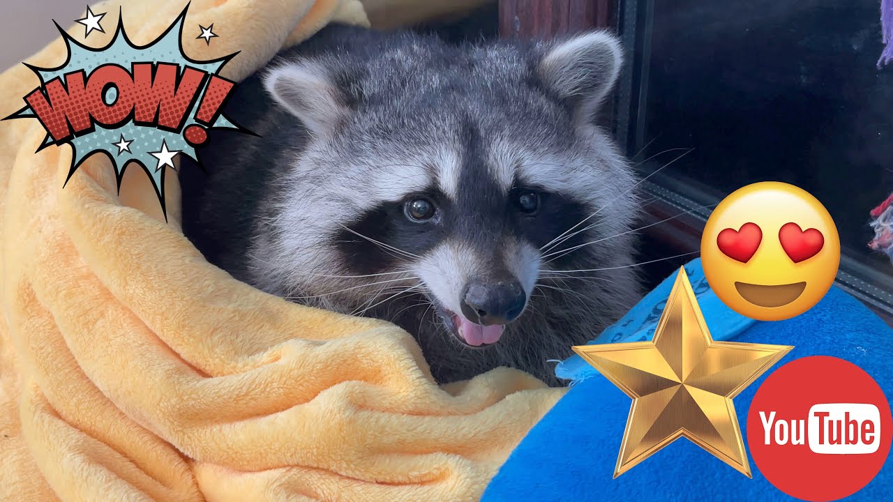 Raccoon Marseille and Charlie parrot have fun.Part 2 - YouTube