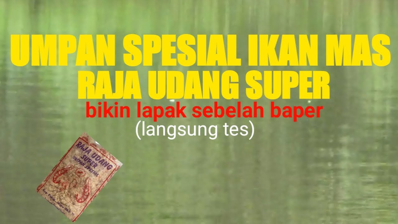 umpan kukus ikan mas raja udang - YouTube