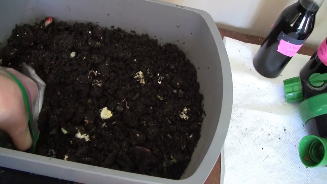 Worm Experiment Observations Change in Temperature - YouTube