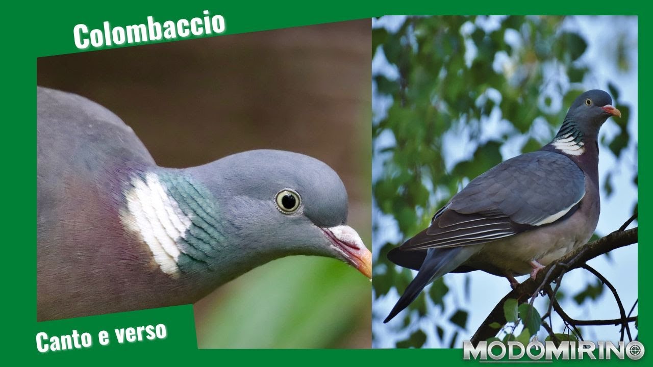 Canto e verso Colombaccio - Richiamo Columba palumbus - YouTube