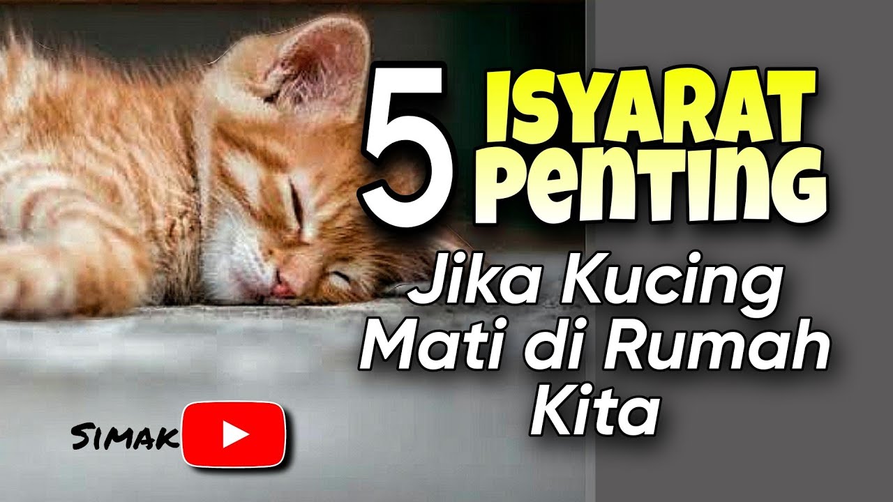 5 ISYARAT PENTING JIKA KUCING MATI DI RUMAH KITA - YouTube