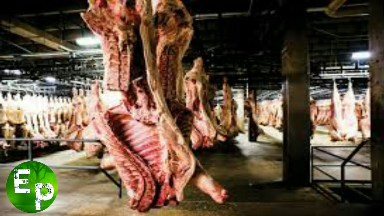 Meat Lobby _ Meatpacking Industry। Short documentary - YouTube
