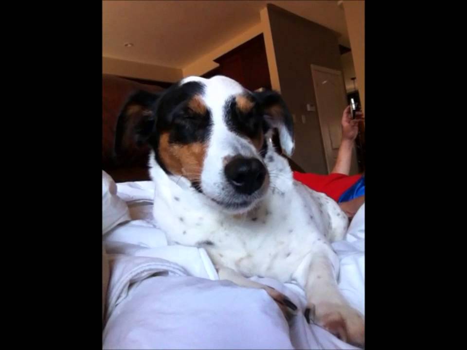 Jack Russell Falling Asleep - YouTube