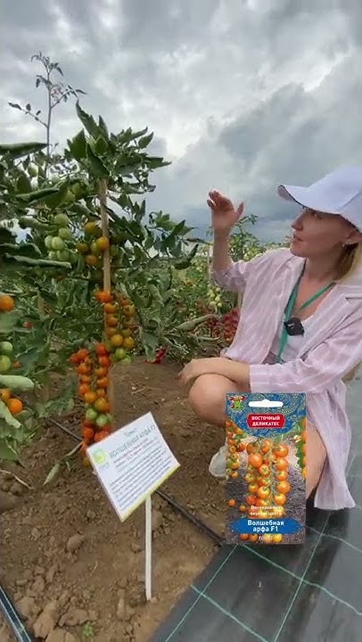 Сладкий Черри-томат🍅Волшебная Арфа | УСАДЬБА-СЕМЕНА - YouTube