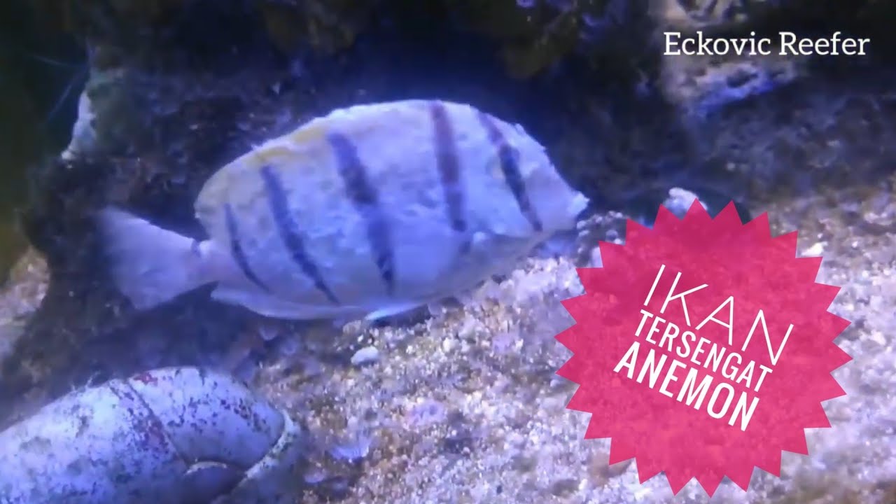 Convict Tang stung by an anemone (botana zebra tersengat anemon) - YouTube