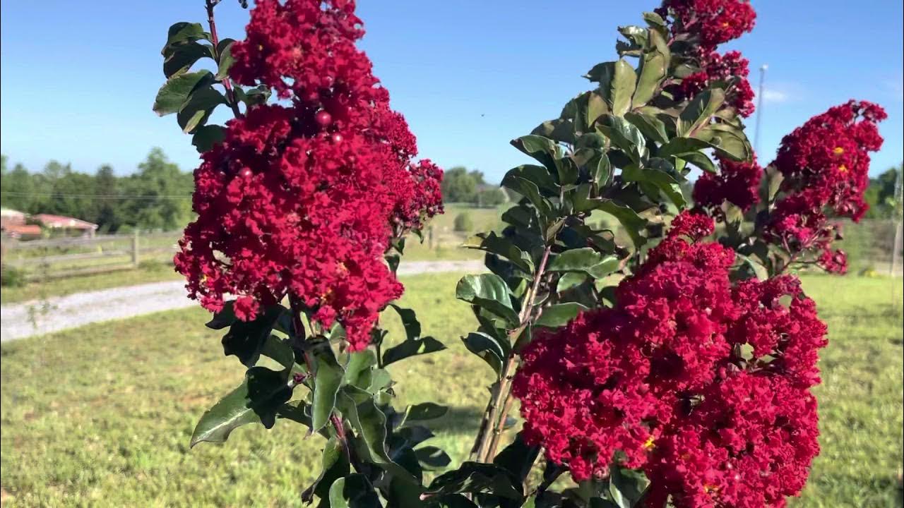‘Miss Frances’- Indian lilac, (Lagerstroemia,crape myrtle) (Лагерстремія, креповий мирт) - YouTube