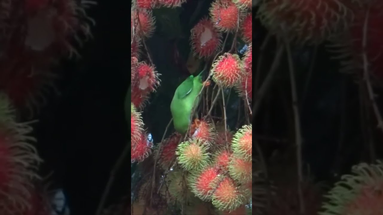 Parrot 🦜 eating rambutan fruits from tree. Bird eating fruits - YouTube