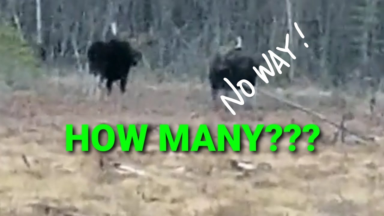 Multiple Moose Mayhem - YouTube