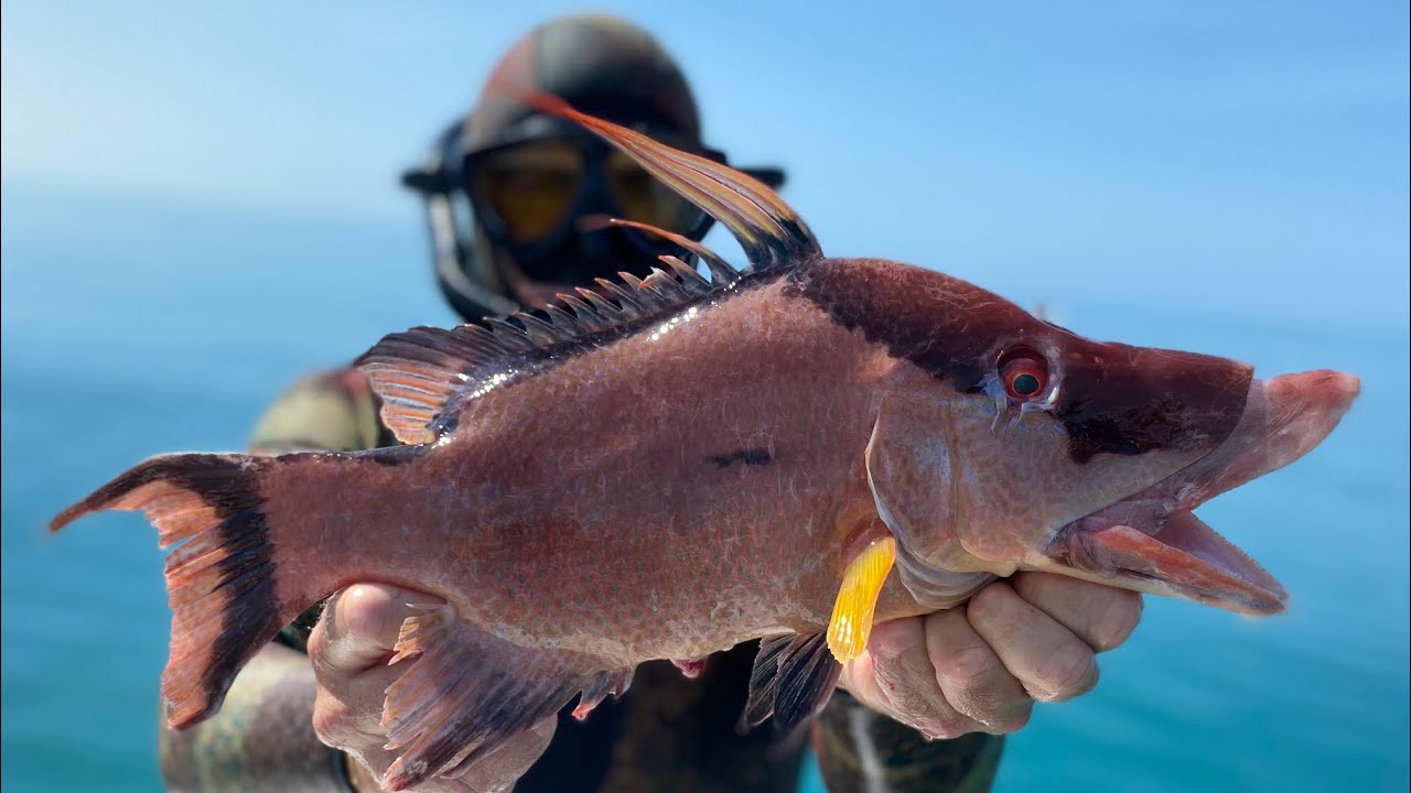 SPEARFISHING for HOG FISH (Catch Clean & Cook) The most EPIC day ever ...